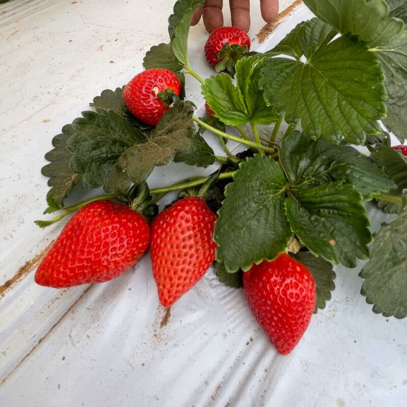 CURIOSIDADES DO MORANGO – Ceasinha do Morango